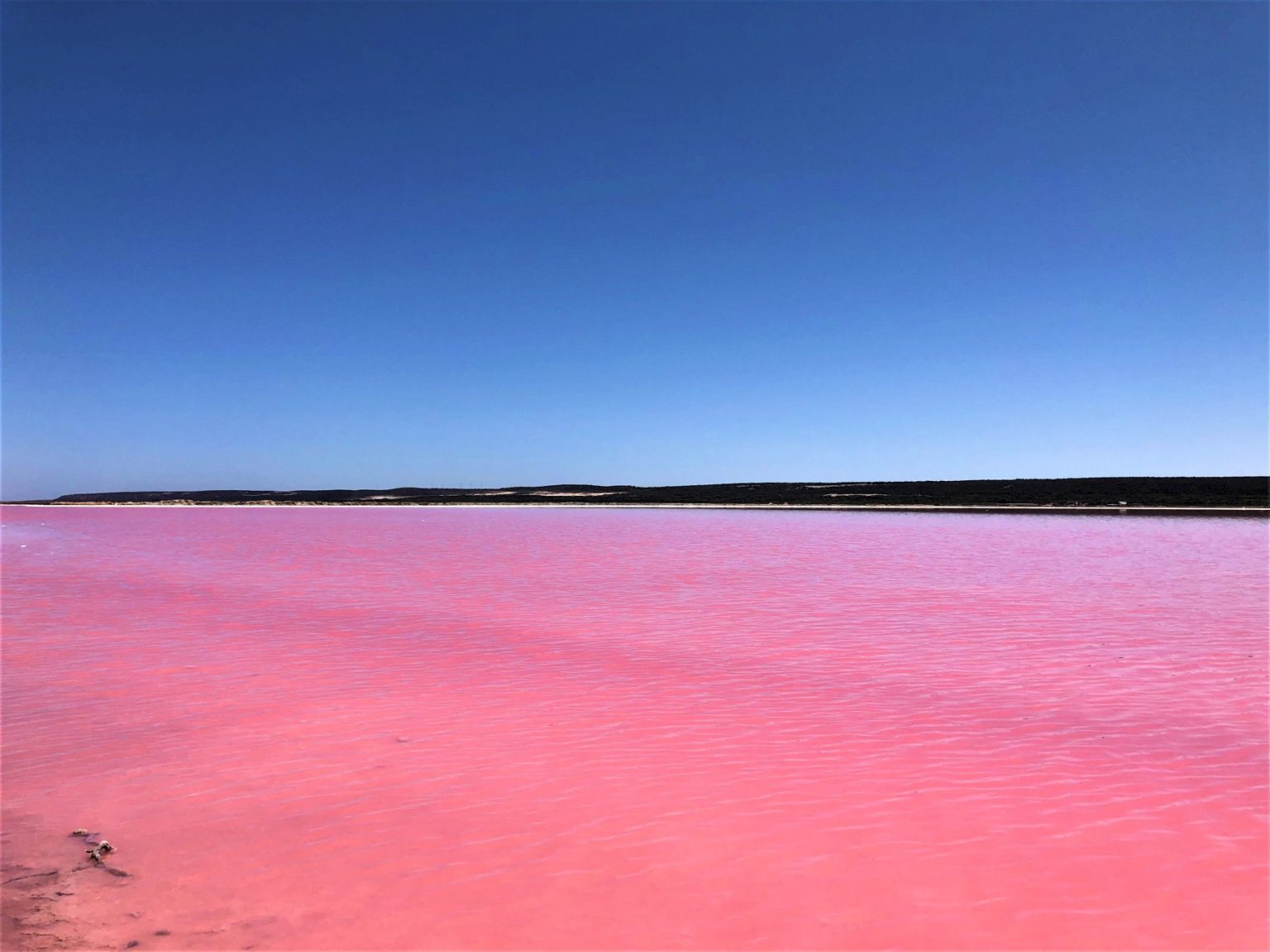 Hutt Lagoon - Einzigartiger pinker See im Westen Australiens